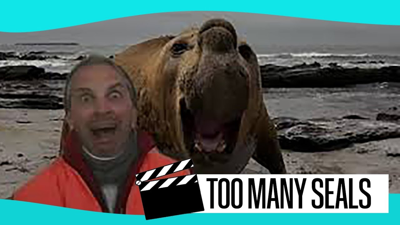 TOO MANY SEALS | Make It Together! - YouTube