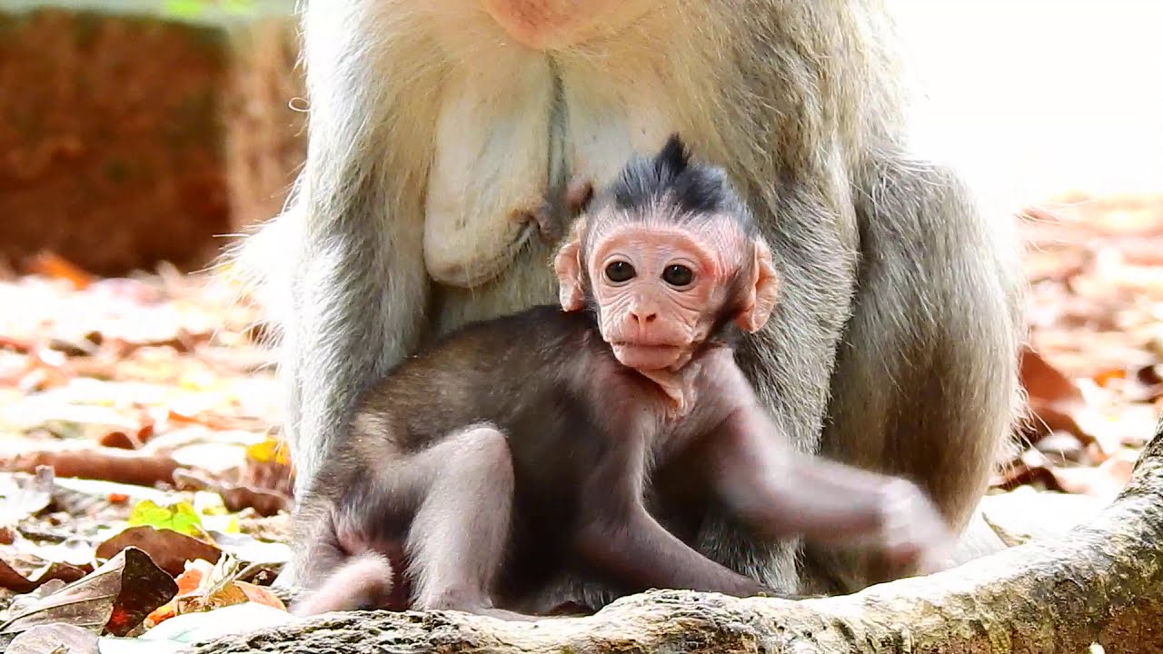 Baby Jinx grow up fast with super strong, Jinx just just half month old ...