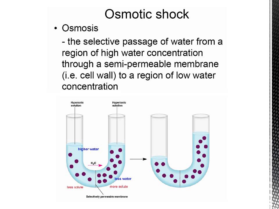 Bioseparations Primary recovery process cell lysis - YouTube