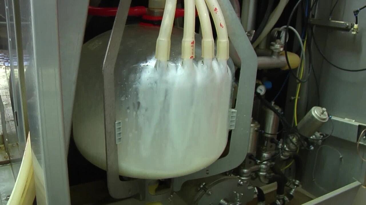 Dairy Industry Grapples with HPAI Cases in Cows; Assures Public of Milk ...