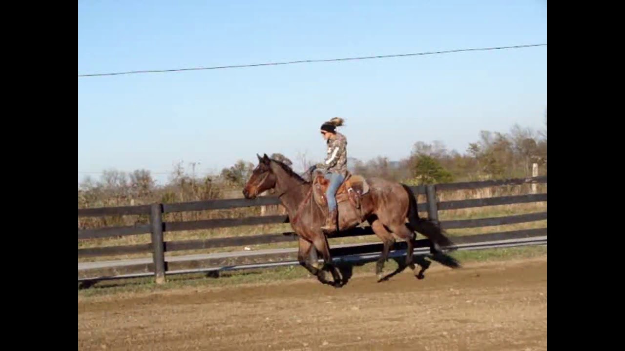 www.handrhorses.com REALLY COOL FINISHED RANCH GELDING OUT OF WYOMING ...