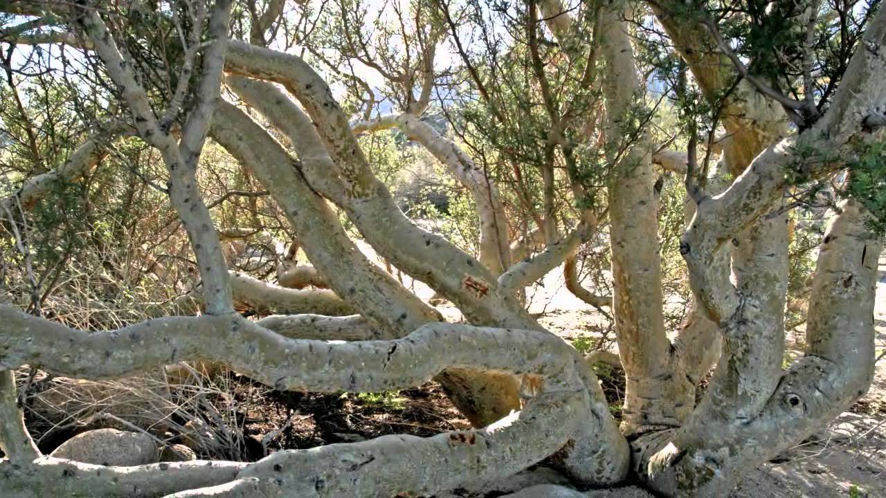 Elephant Trees - YouTube