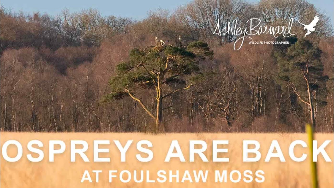 Ospreys are back from Africa - Foulshaw Moss Nature Reserve - YouTube