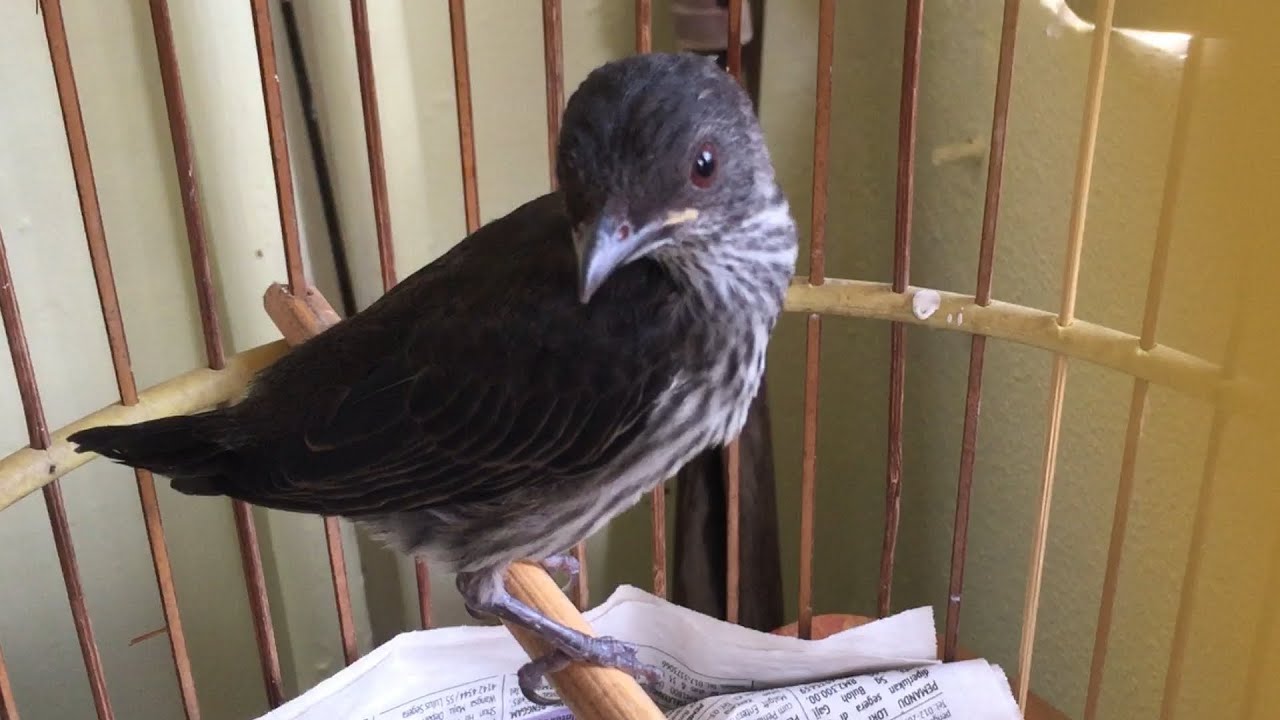 Perkembangan anak Burung Perling / Burung Cucak Keling | Progress of ...