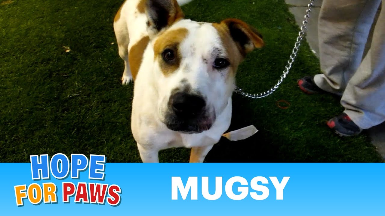 Dog rescue: Mugsy, the American Bulldog looking for a home. #rescue ...