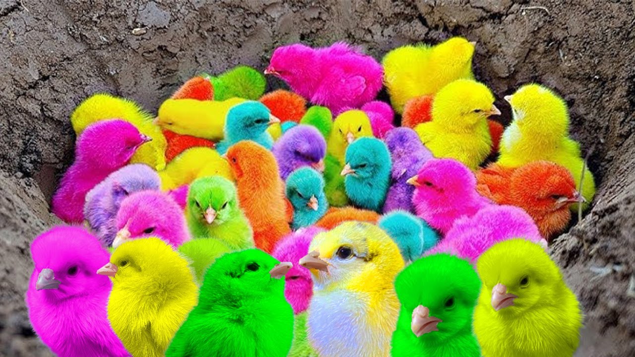 Catching color chicken baby | Hens Chicks playing game | Color Chick ...