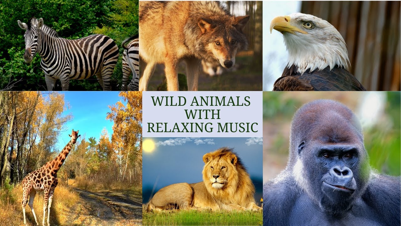 Wild Animals with beautiful calm music ( No copyright ) - YouTube