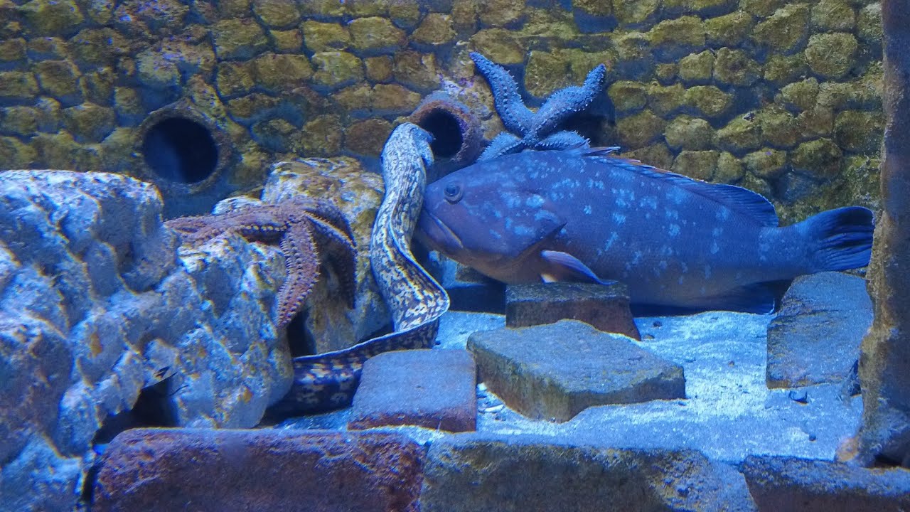 Aquarium of Naples. First Public Aquarium in the World, Opened in 1900 ...