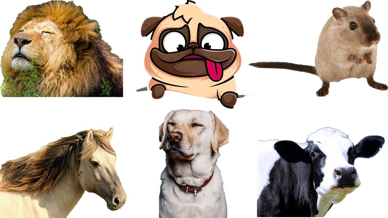 Animal Sound/Kids cartoon/kids cartoon images/kids animal videos for ...