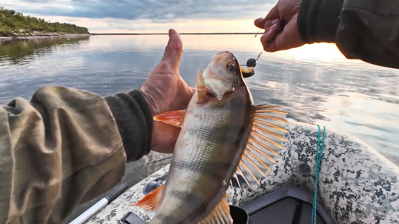 НАЛОВИЛ ВЕДРО РЫБЫ НА СПИННИНГ С ЛОДКИ. ЗДОРОВЫЕ ОКУНИ КЛЕВАЛИ НА ВСЕ ...