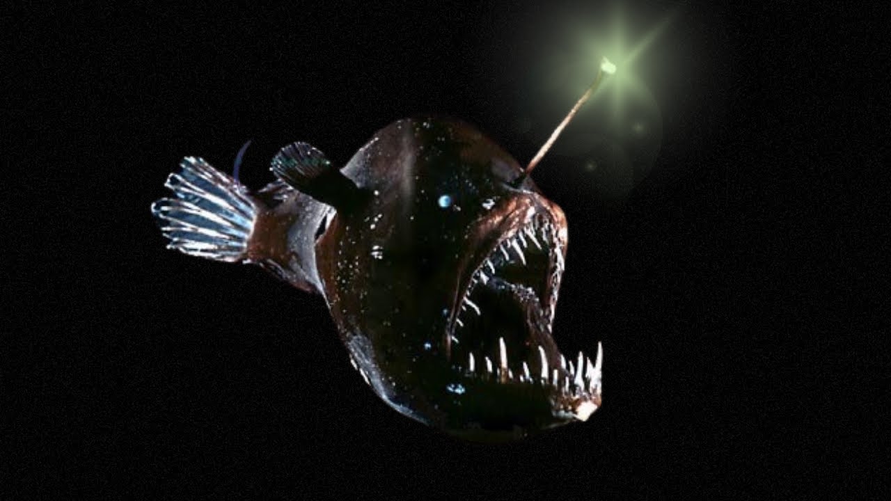 РИБА З ЛІХТАРИКОМ - Вудильник; Anglerfish - YouTube