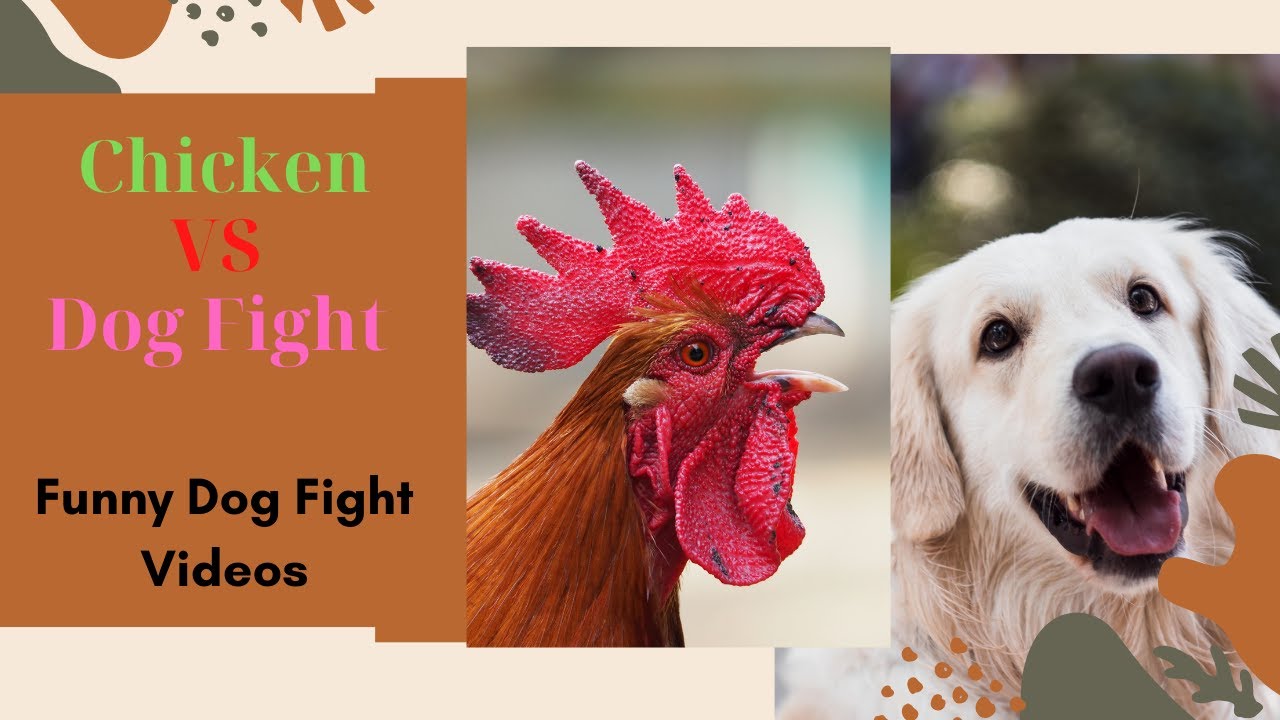 Dog VS Chicken looking Funny Fight videos - YouTube