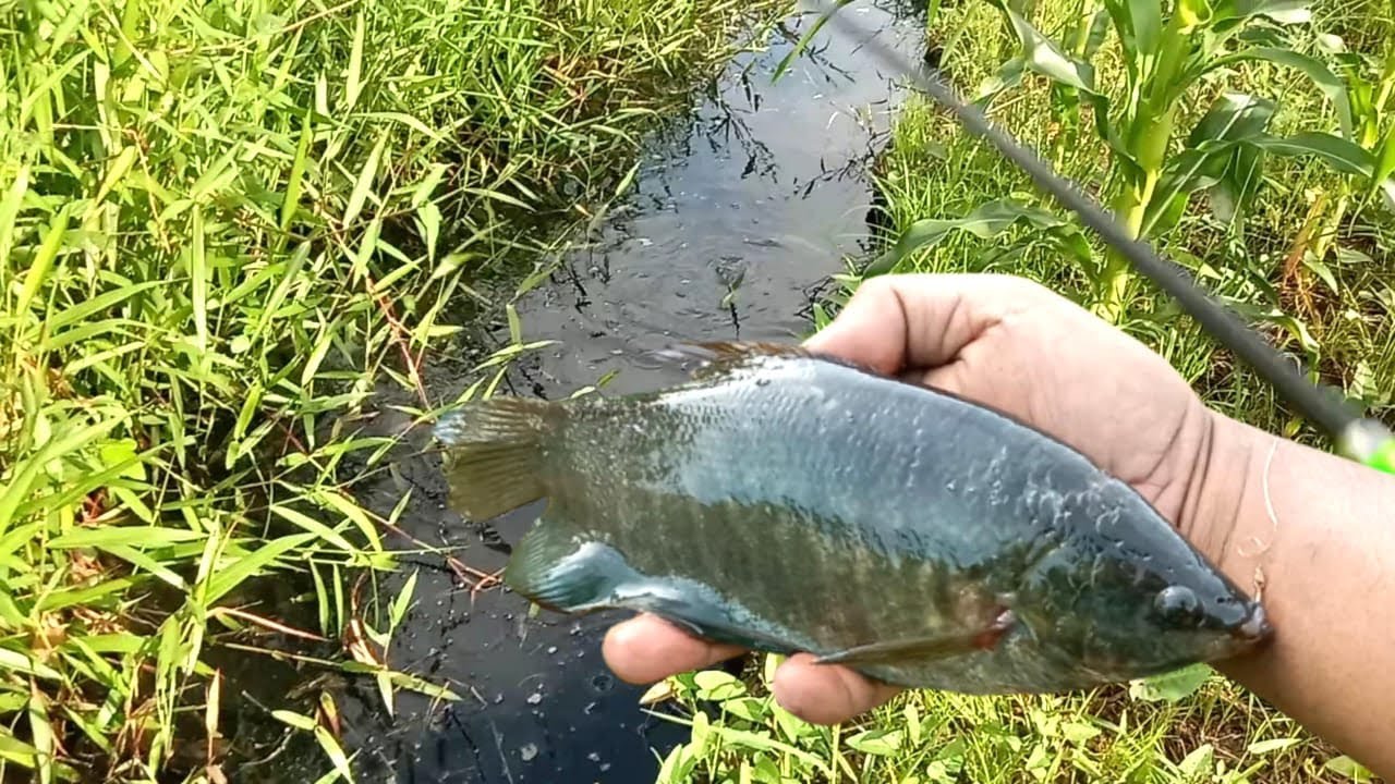 Parit kecil ini benar benar banyak ikan | sekali lempar langsung di ...