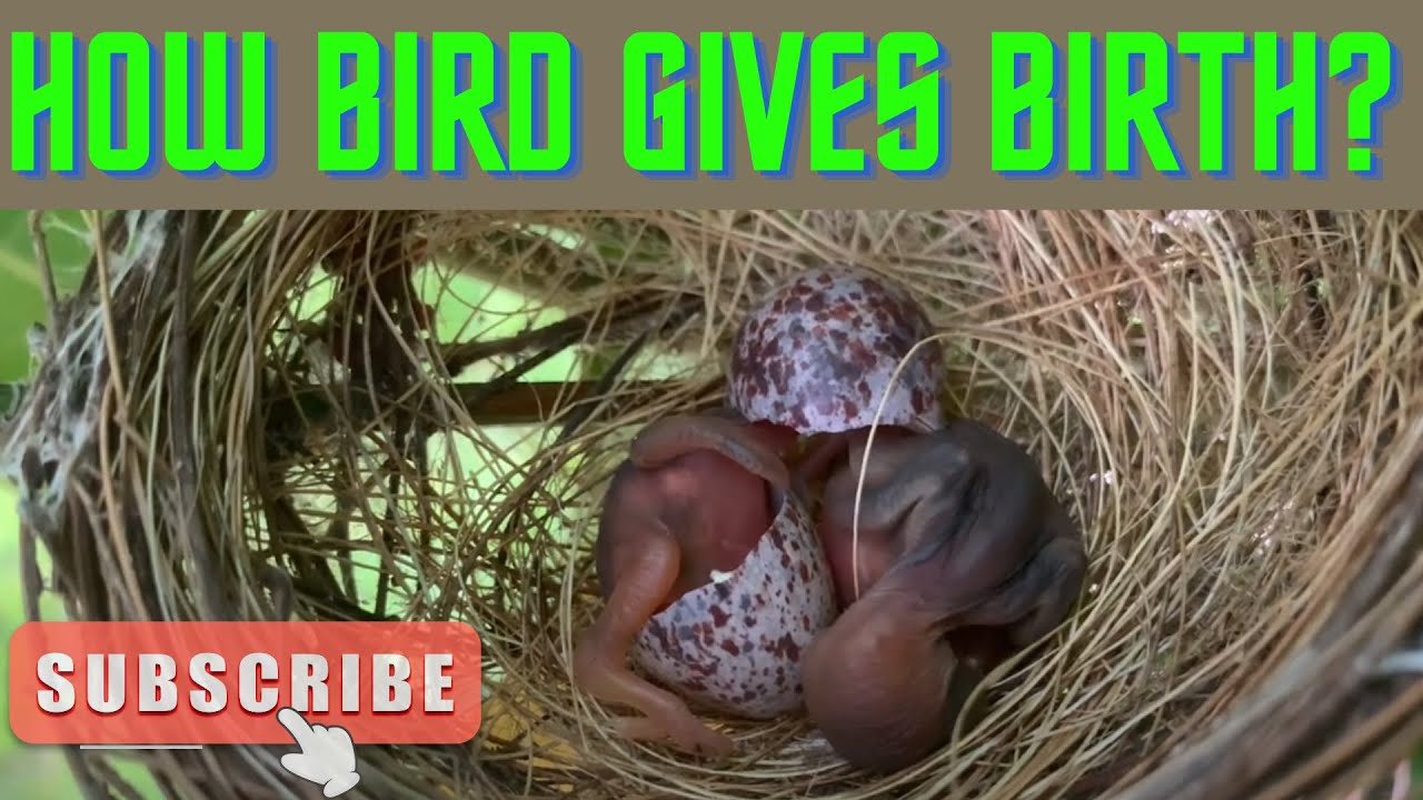 How Bird Gives Birth in Nest? | កូនសត្វពពិច - YouTube