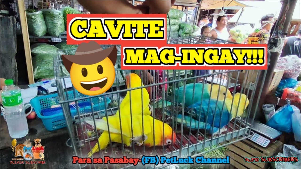 LOVEBIRDS PASABAY DELIVERY CAVITE AREA - YouTube