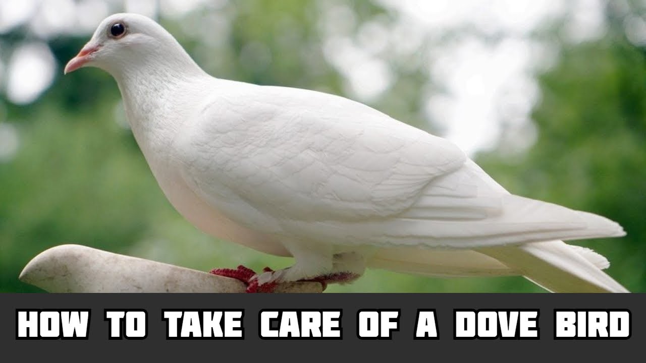 How To Take Care Of A Dove Bird - YouTube