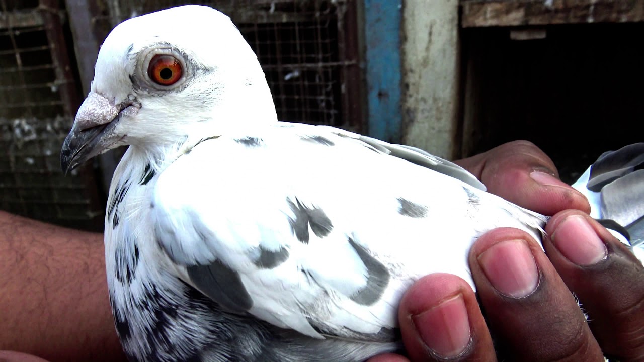 amazing kabutar pigeons - YouTube