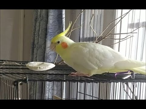 Cockatiel eating cuttlebone/ cuttlefish bone - YouTube