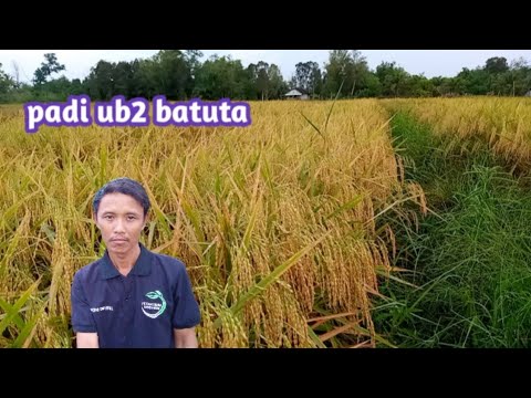review padi ub2 batuta - YouTube