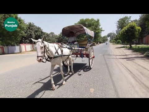 Tanga shahi sawari in Khanewal | Tangay wala | Tange wala | Tanga ghora ...