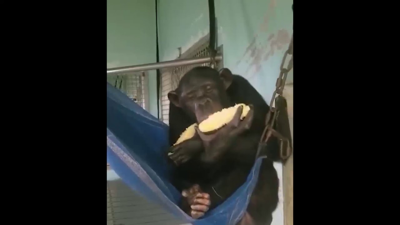Lisa Marie's Corn-Eating Technique - Save the Chimps - YouTube