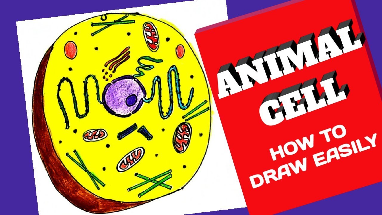 How to draw Animal Cell step by step easily/animal cell easy drawing ...