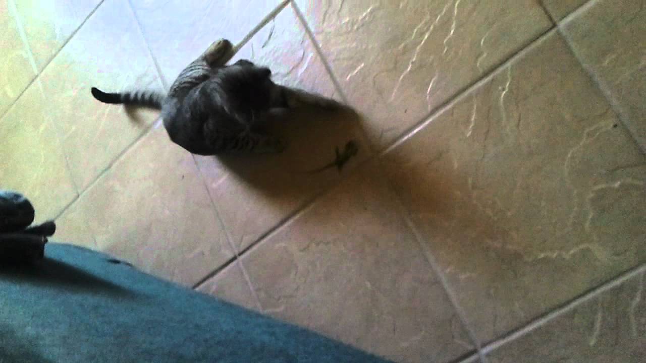 "Tom" Cat vs "Geico" the Lizard - YouTube