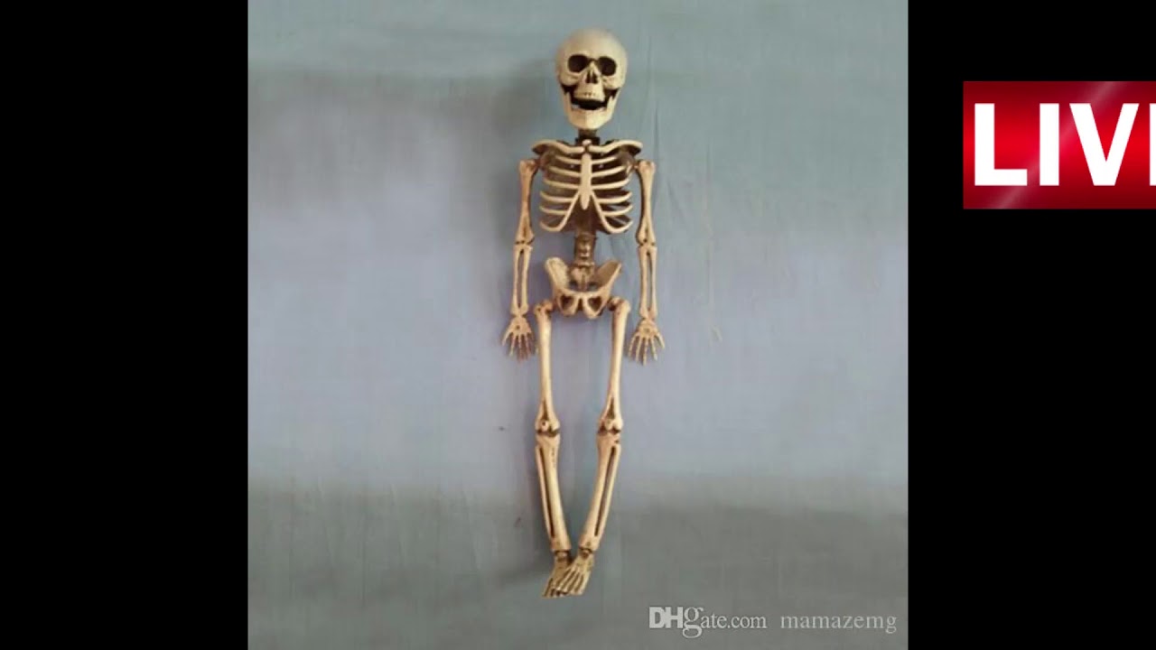 İskelet - YouTube