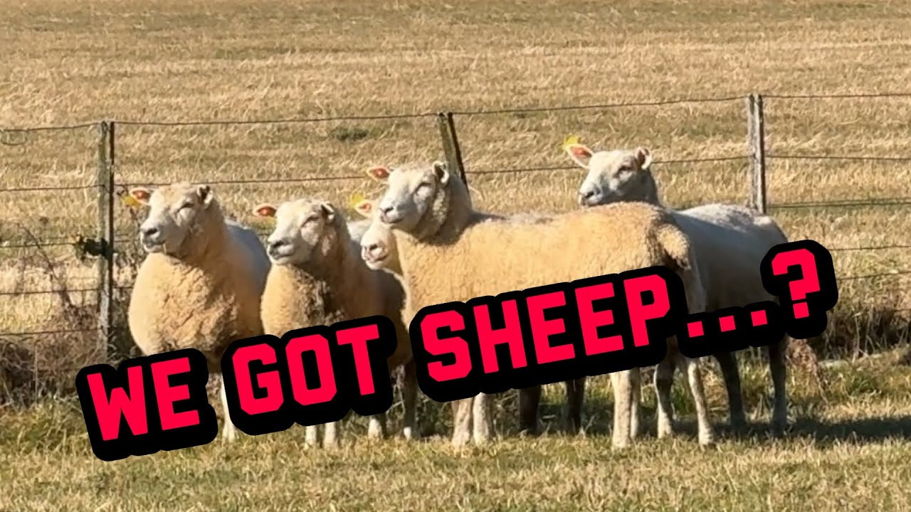 WE GOT SHEEP?? ((Including boots (dog) being annoying!!)) - YouTube