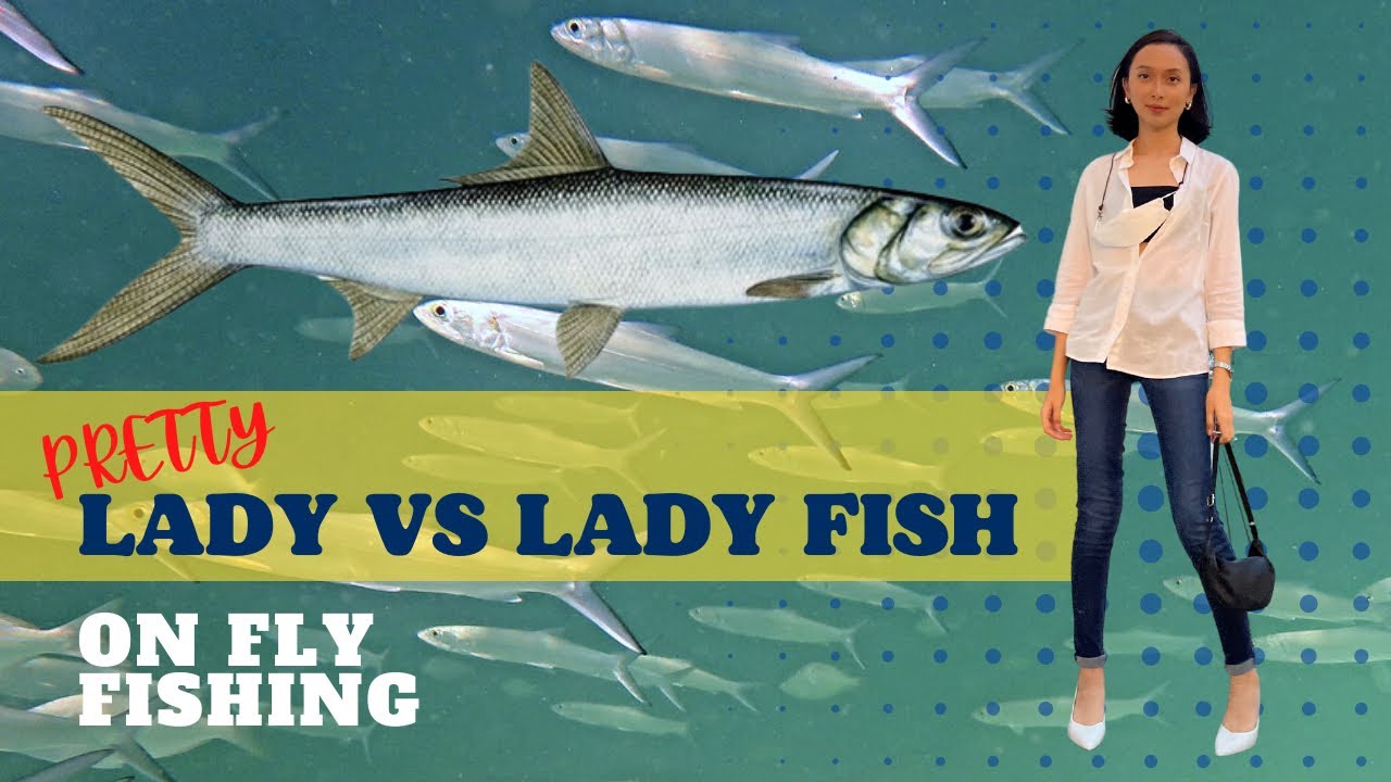 Pretty Lady VS Lady Fish On Fly (Cipta fly untuk ikan kolam) #memancing ...