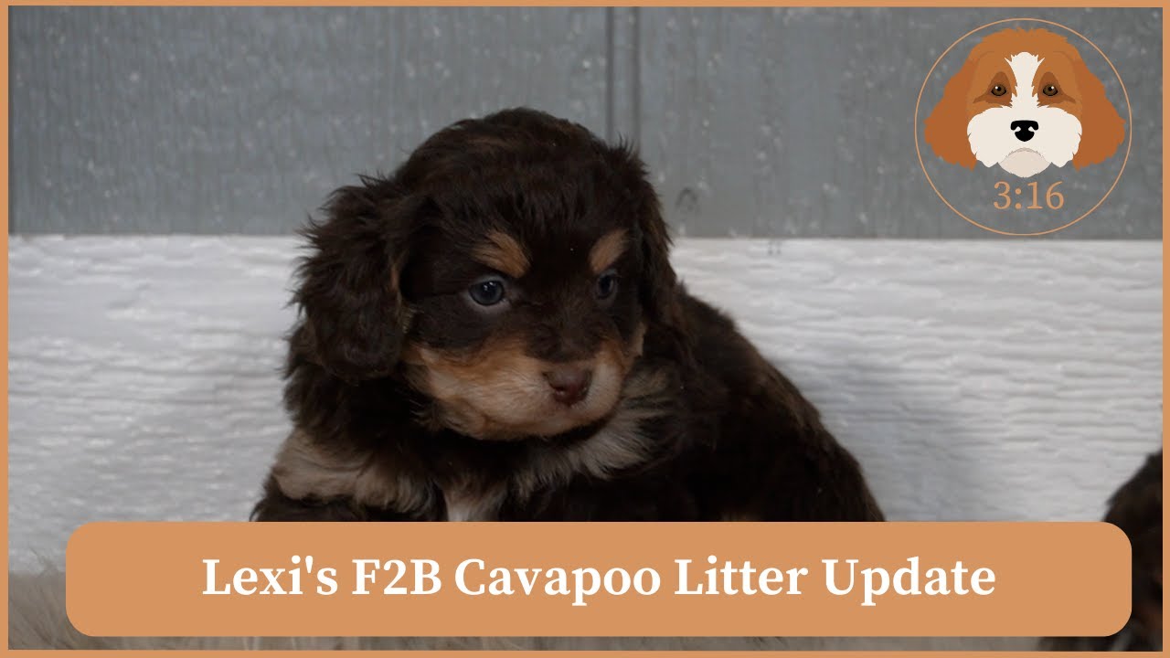 Lexi's F2B Cavapoo Litter Update | Cavapoos 3:16 - YouTube