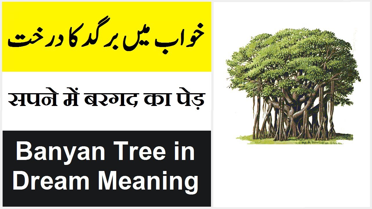 Banyan Tree In Dream Meaning, Khwab Mein Bargad Ka Darakht Dekhna, Tree ...