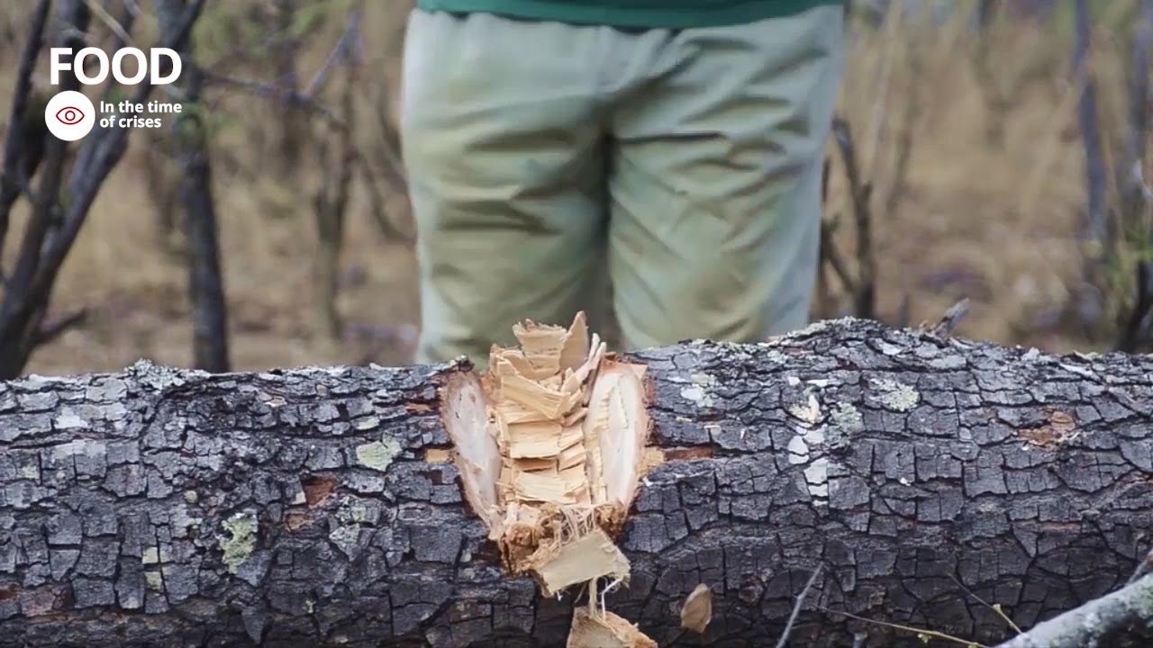 How we can achieve sustainable wood fuel production in Sub-Saharan ...