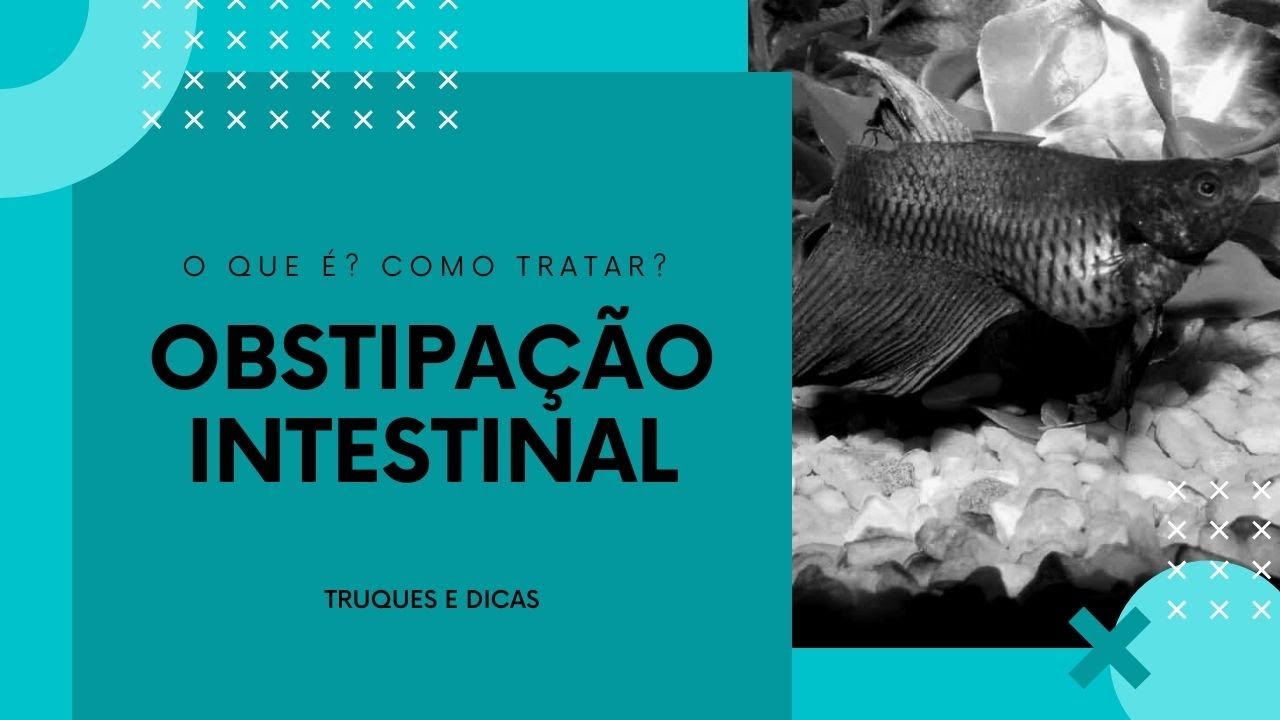 Obstipação intestinal - Peixe INCHADO - Constipação intestinal - Causas ...