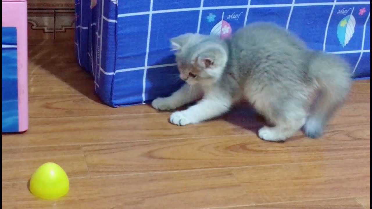 OMG A So Funny Fight Cat vs Toy - YouTube