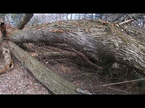 Big Maple Uprooted ., ad answered .,, Let’s Go - YouTube