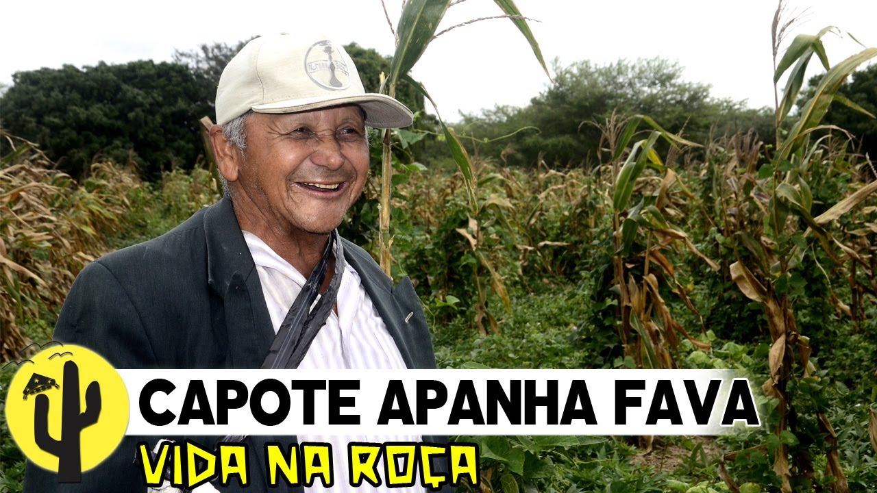 [VIDA NA ROÇA] Capote da Batata: Apanha Fava e nos mostra mais um Campo ...