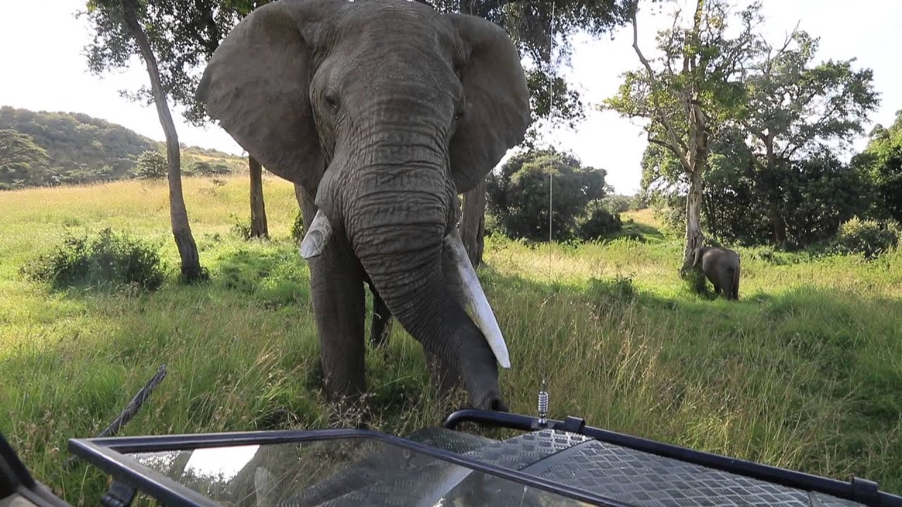 A Friendly Elephant YouTube a-friendly-elephant-youtube