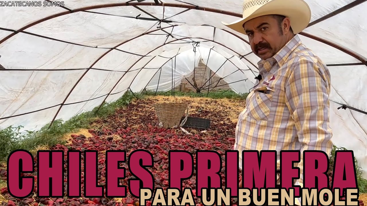 ESTE ES EL MEJOR CHILE para cualquier mole - YouTube