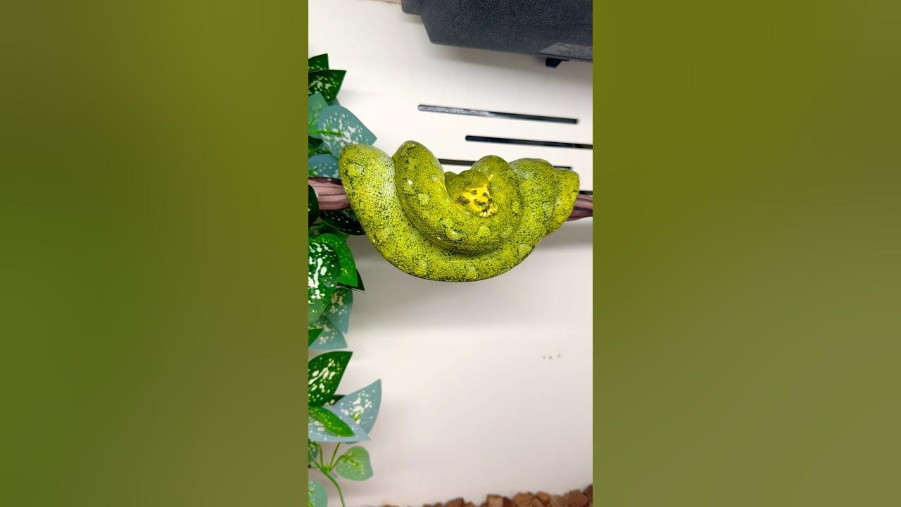 Designer paired to a pure locality Green Tree Python. - YouTube