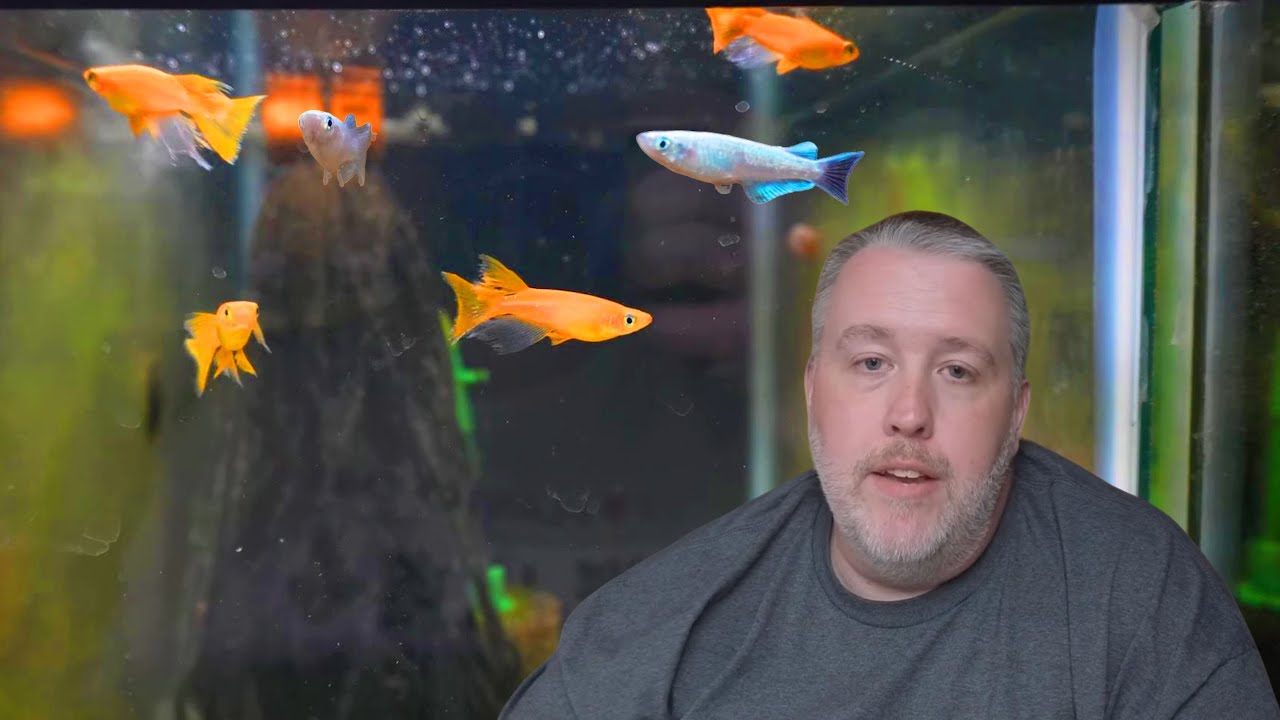 The NEXT POPULAR FISH - Japanese Ricefish - Medaka - Oryzias latipes ...