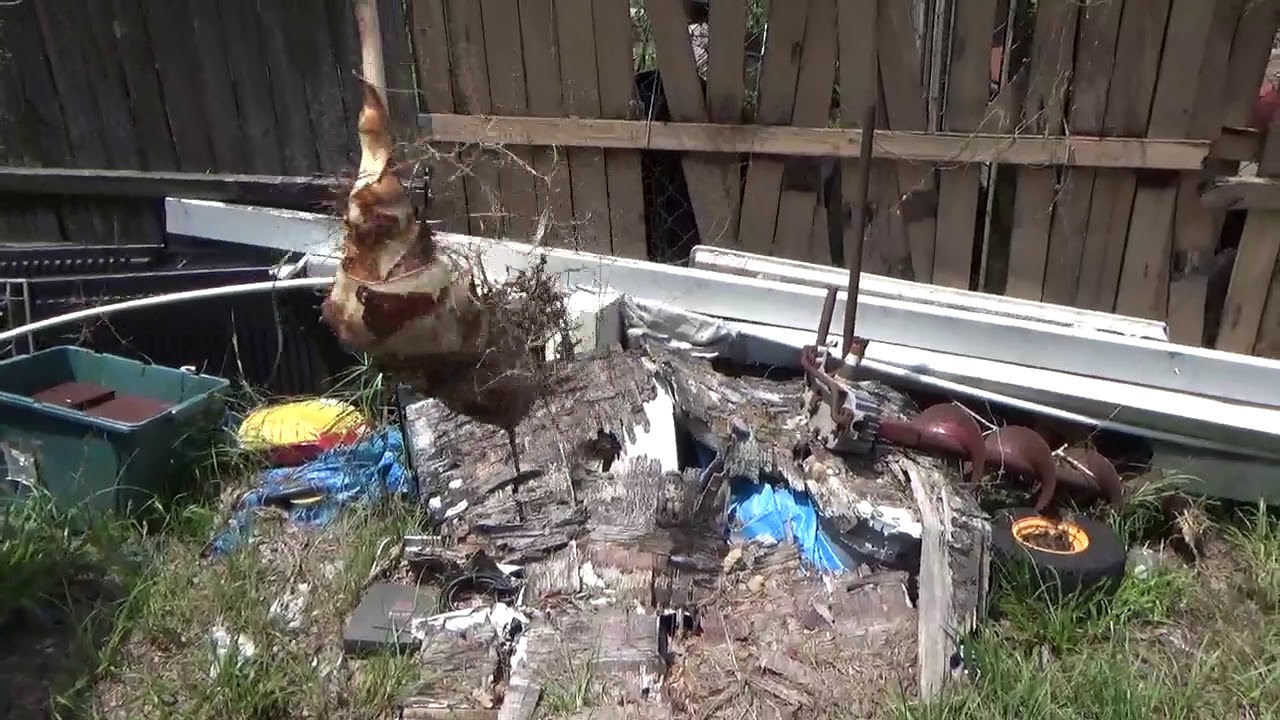 Thorny Large root vine - Smilax Brier - YouTube