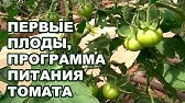 Что нужно для рассады томата - Кальций и бор. - YouTube