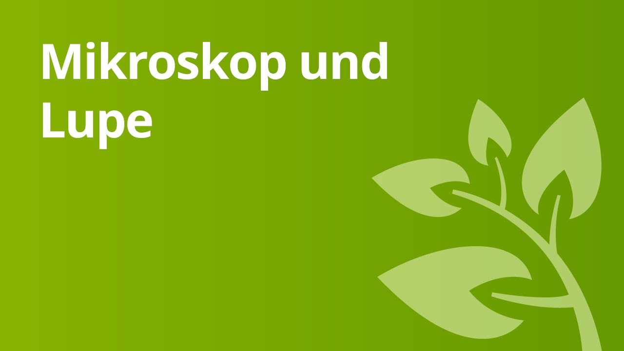 Umgangsweise mit Lupe Stereolupe und Mikroskop | Biologie | Biologie ...