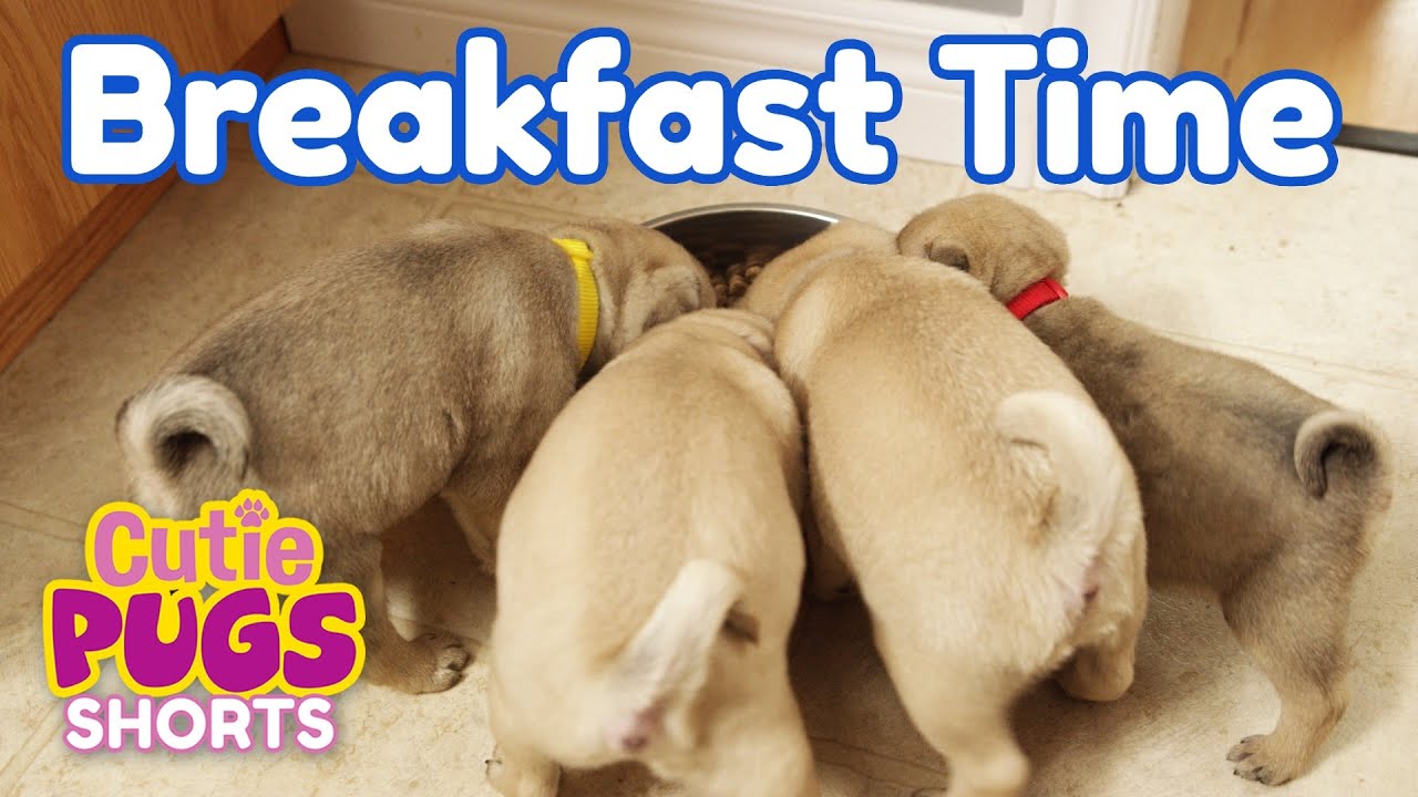 Breakfast Time🥞🍳 | Cutie Pugs🐶 | Animals for Kids🐾 - YouTube