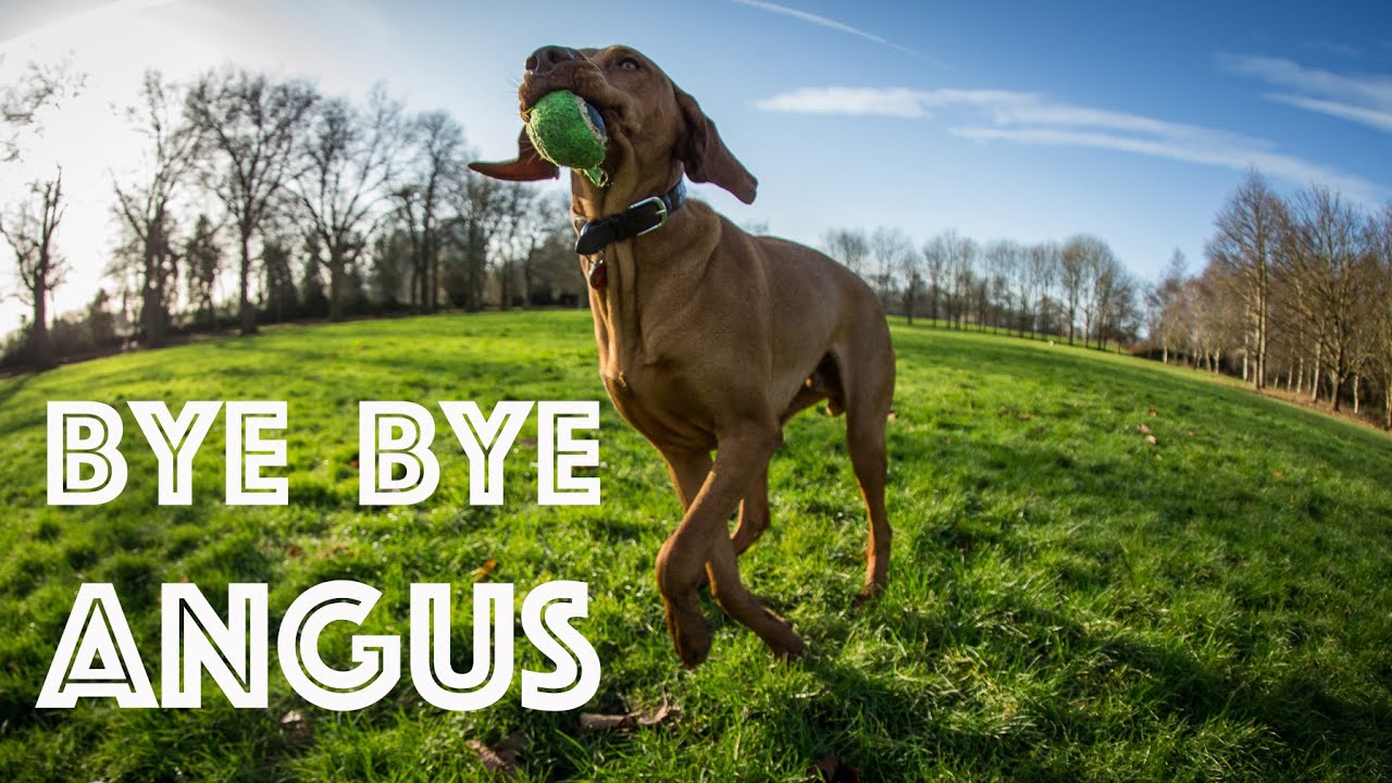 BYE BYE ANGUS - Last day before moving to Scotland - YouTube