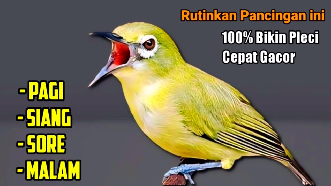 PLECI GACOR suara ngalas || PANCINGAN TERCEPAT MENGUNDANG BUNYI BURUNG PLECI SUPER AMPUH 💯 ...