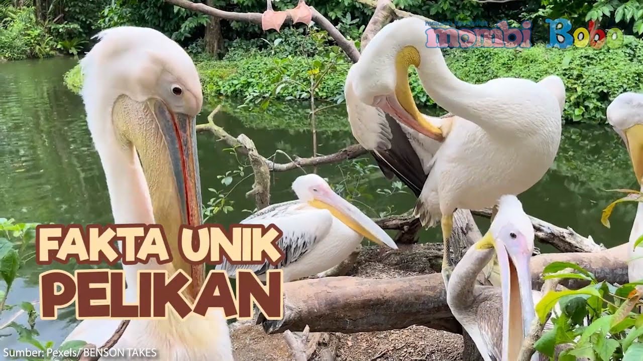Mengenal Hewan - Burung Pelikan - YouTube