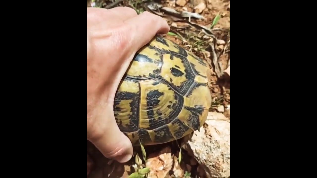Turtle in bush land, Mallorca Island, 🇪🇸Spain. - YouTube