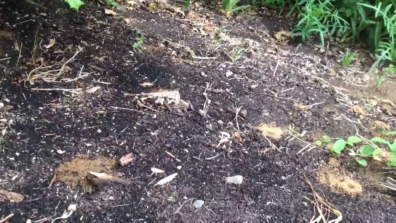 How to identify ground bees - YouTube